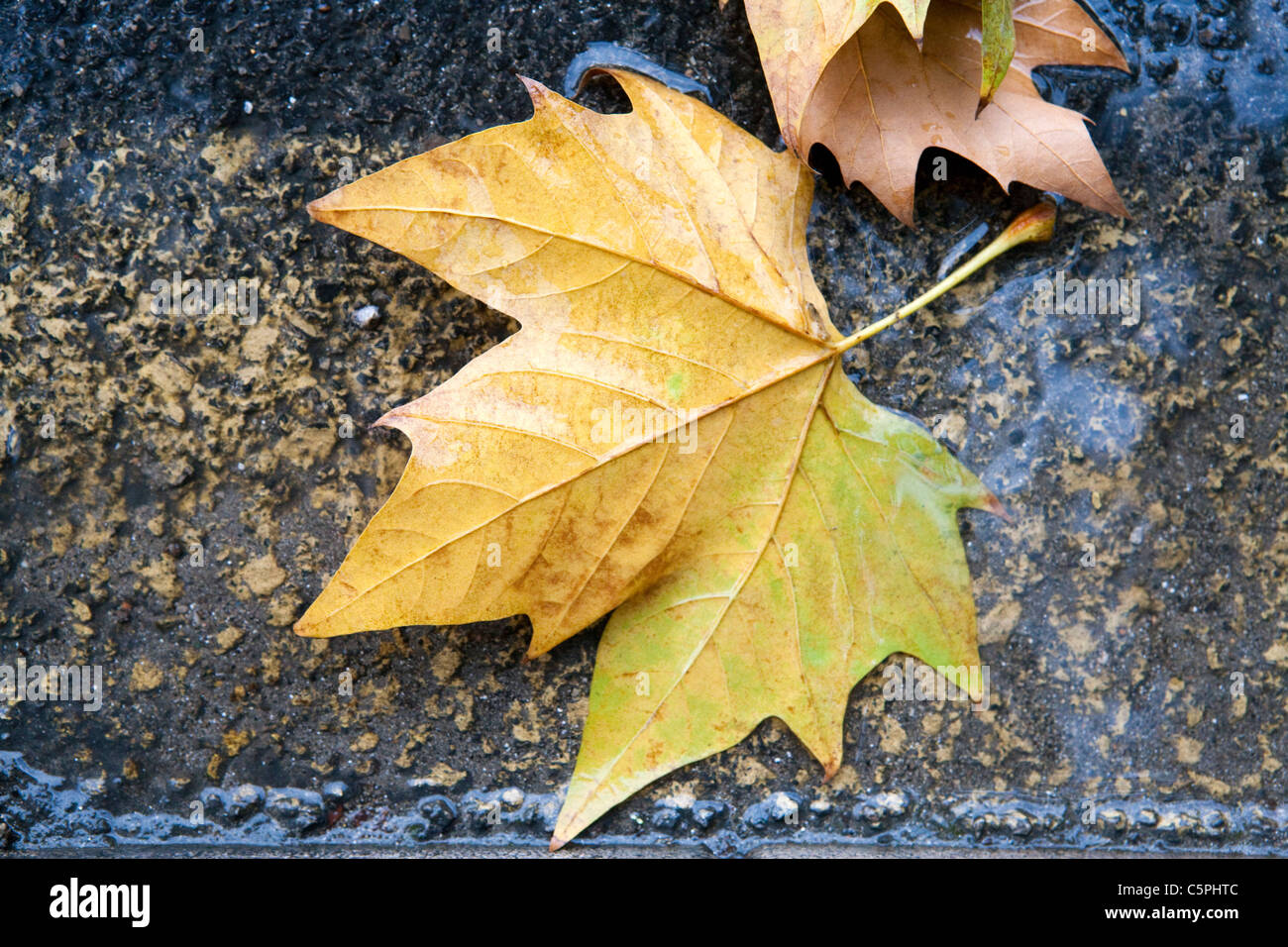 Dead Leaf Fallen Leaf High Resolution Stock Photography and Images - Alamy