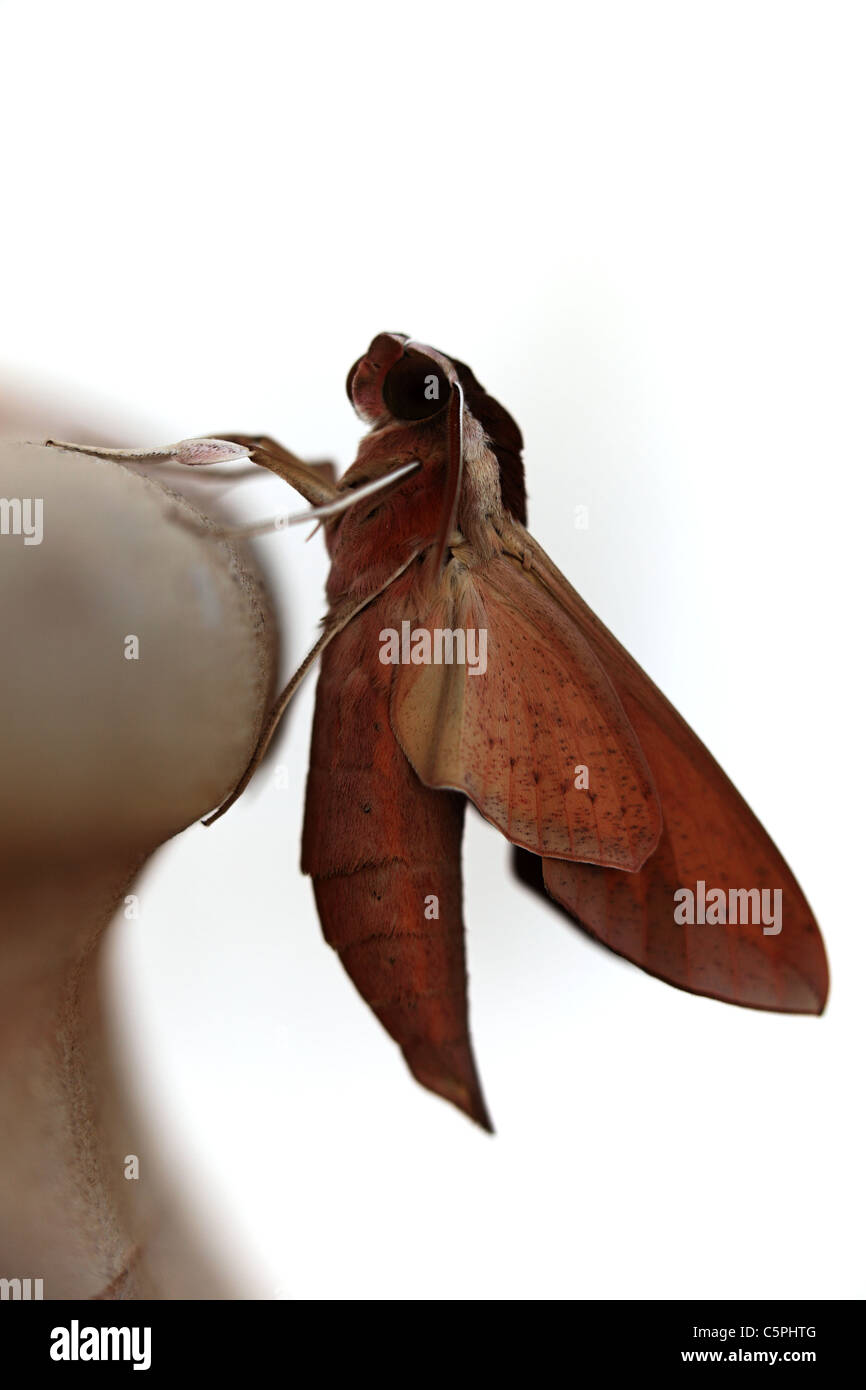 Moth up close hi-res stock photography and images - Alamy