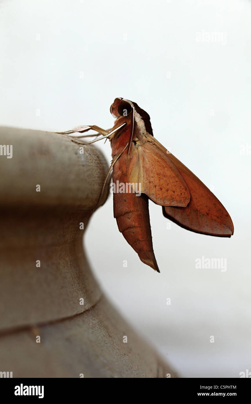 Vine hawk moth hi-res stock photography and images - Alamy