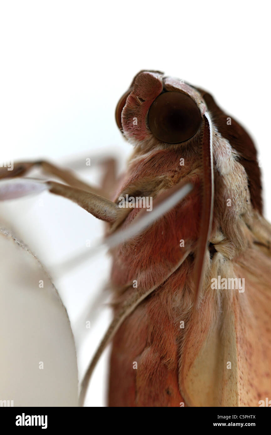 Moth up close hi-res stock photography and images - Alamy