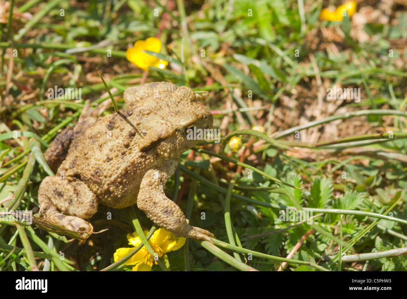 Toad out of water hi-res stock photography and images - Alamy
