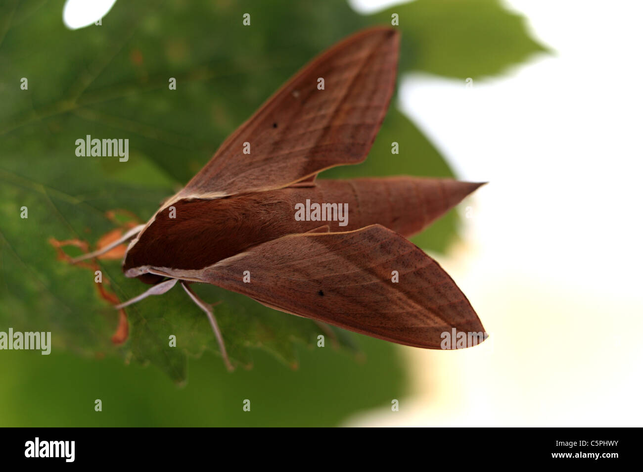 Vine hawk moth hi-res stock photography and images - Alamy