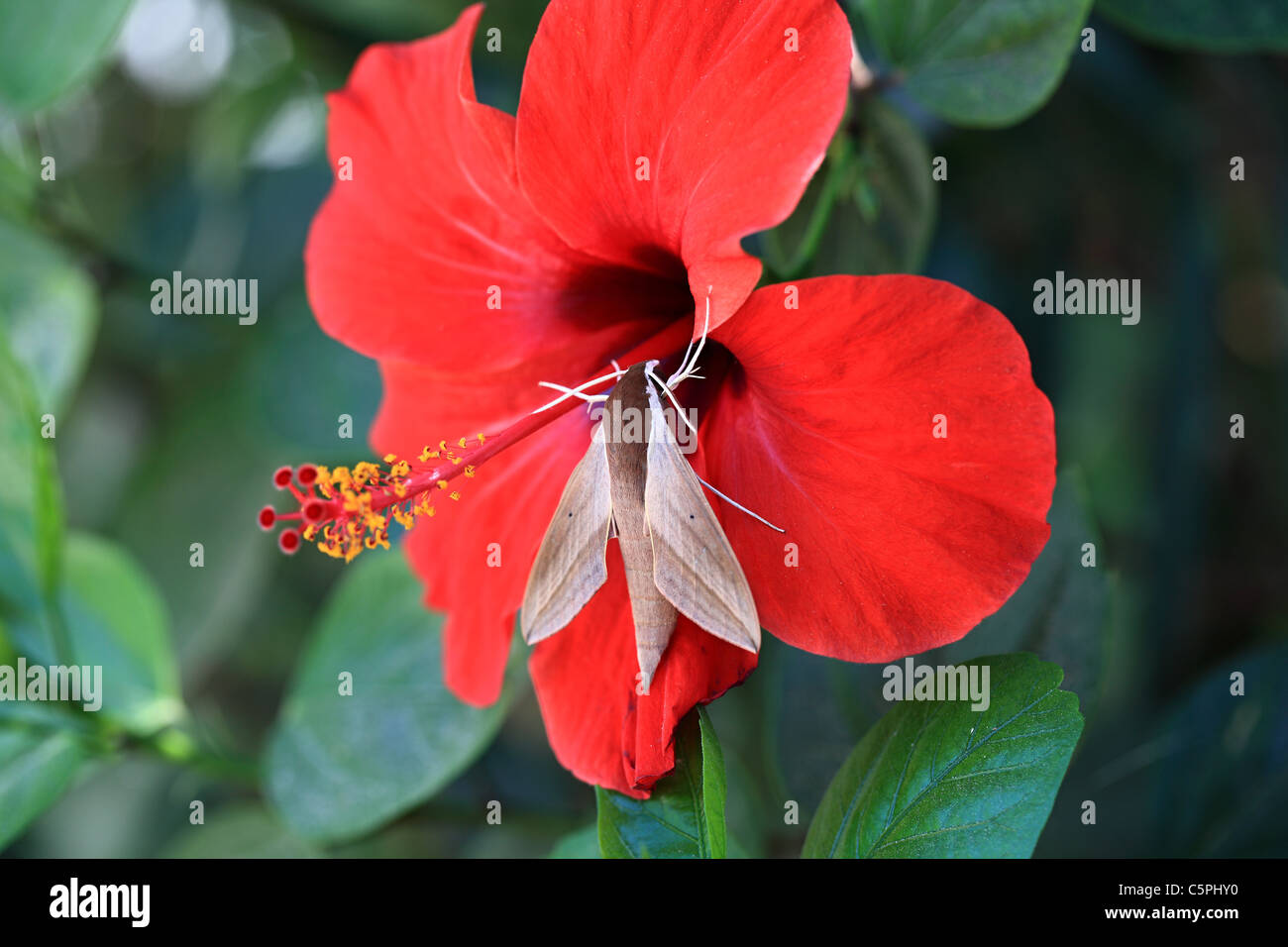 Red flower and caterpillar hi-res stock photography and images - Alamy