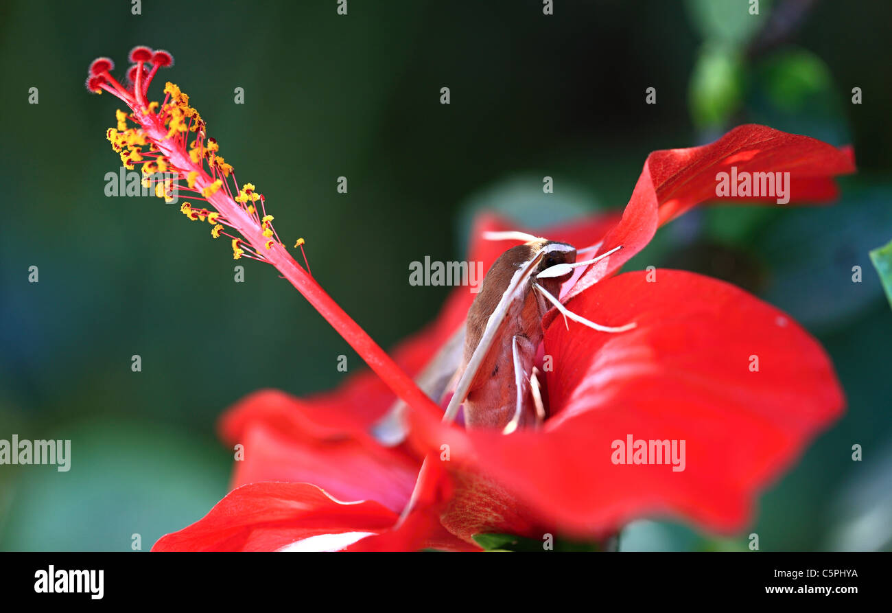 Hibiscus leaf caterpillar moth hi-res stock photography and images - Alamy