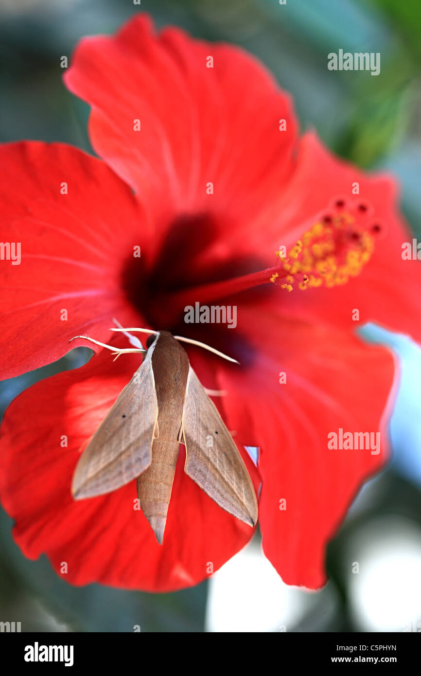 Red flower and caterpillar hi-res stock photography and images - Alamy