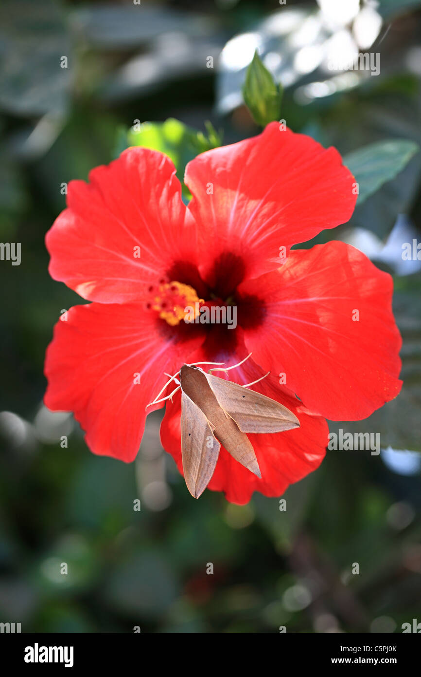Hawk moth on a red hibiscus flower Stock Photo - Alamy