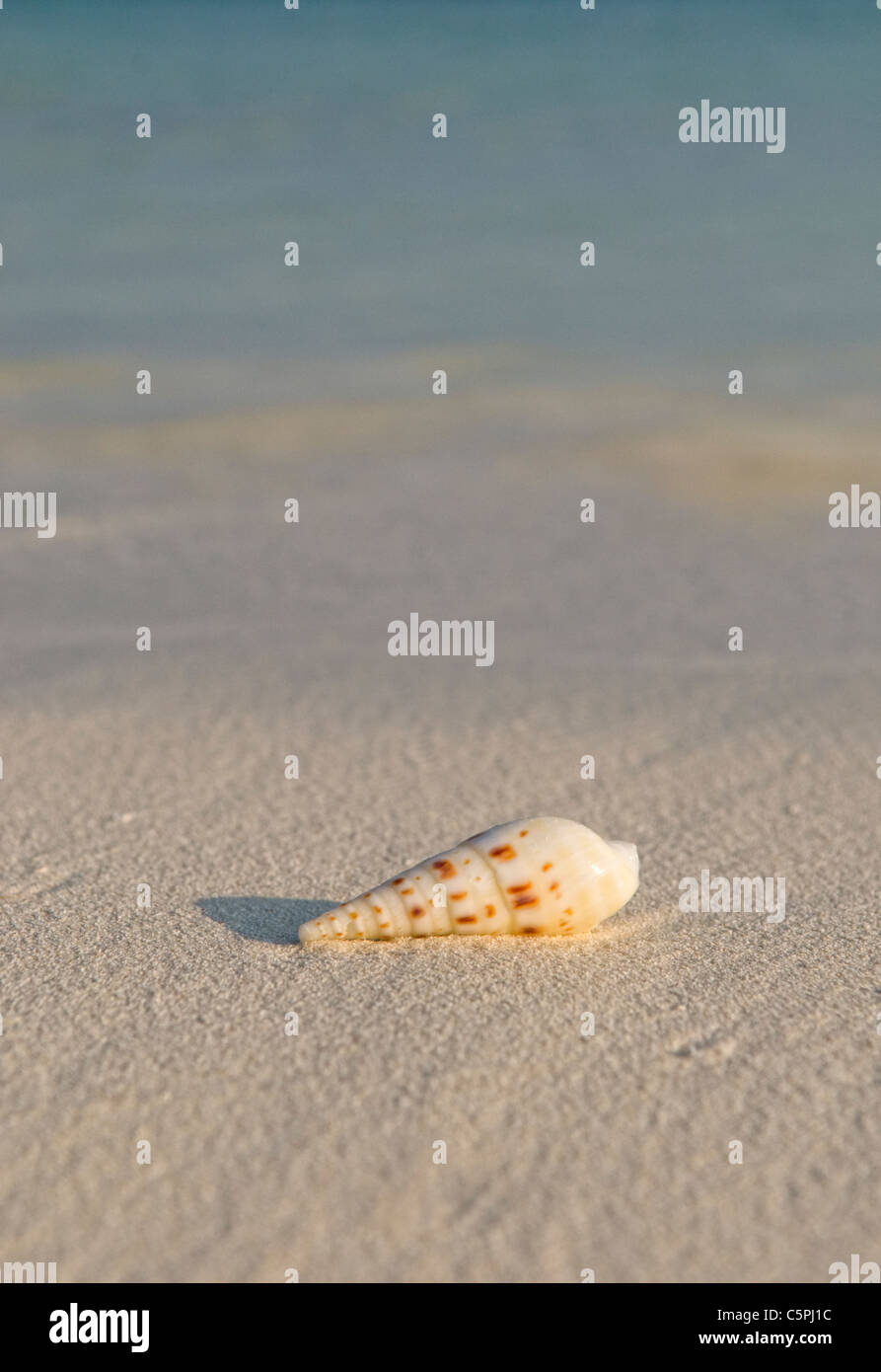 Seashell on beach in maldives hi-res stock photography and images - Alamy