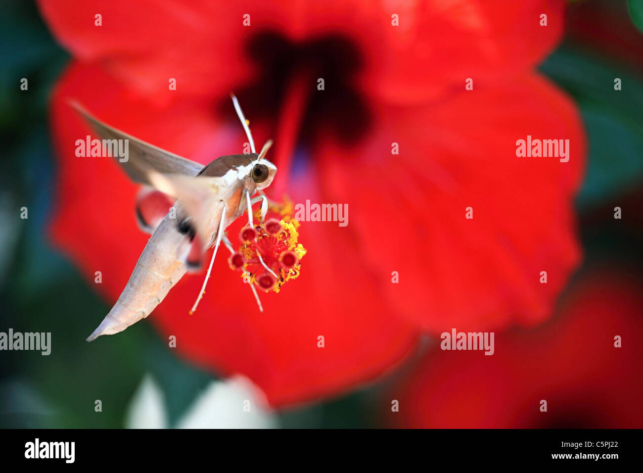 Hibiscus leaf caterpillar moth hi-res stock photography and images - Alamy