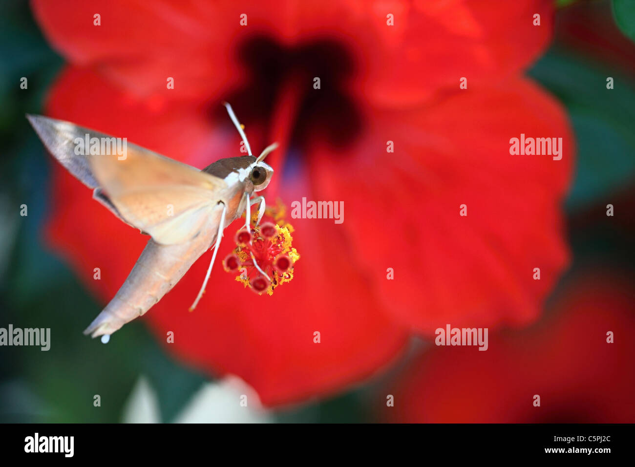 Hawk moth on flower hi-res stock photography and images - Alamy