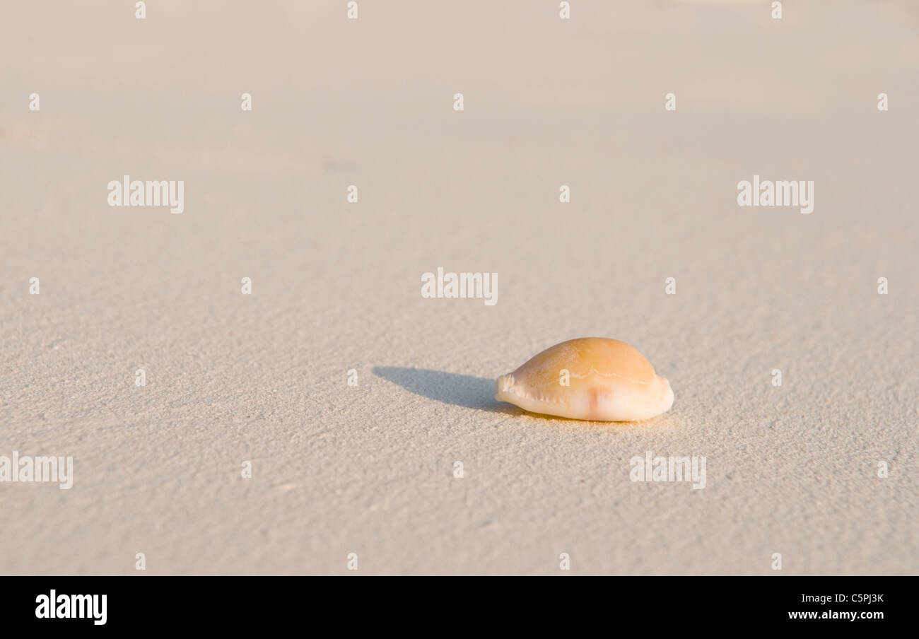 Seashell on beach in maldives hi-res stock photography and images - Alamy