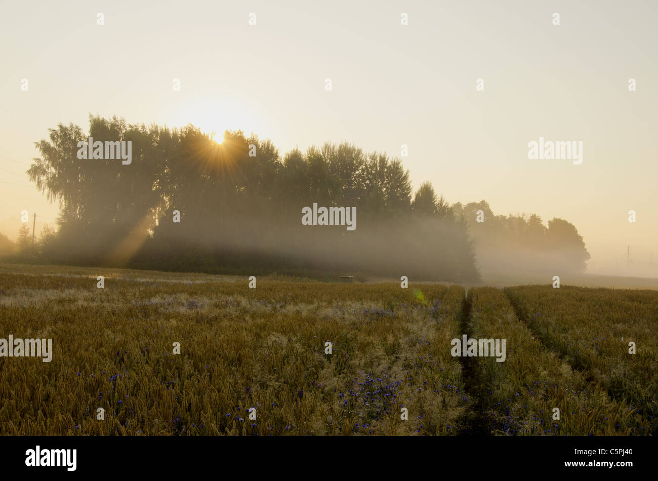 Early morning mist in forest landscape hi-res stock photography and ...