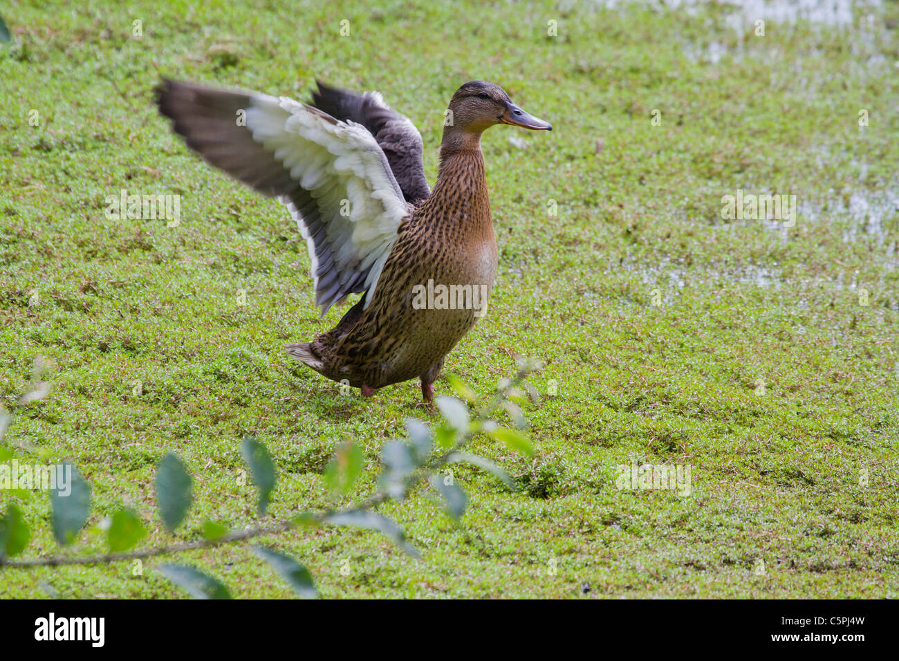 A Female Mallard flapping its wing dry Stock Photo - Alamy