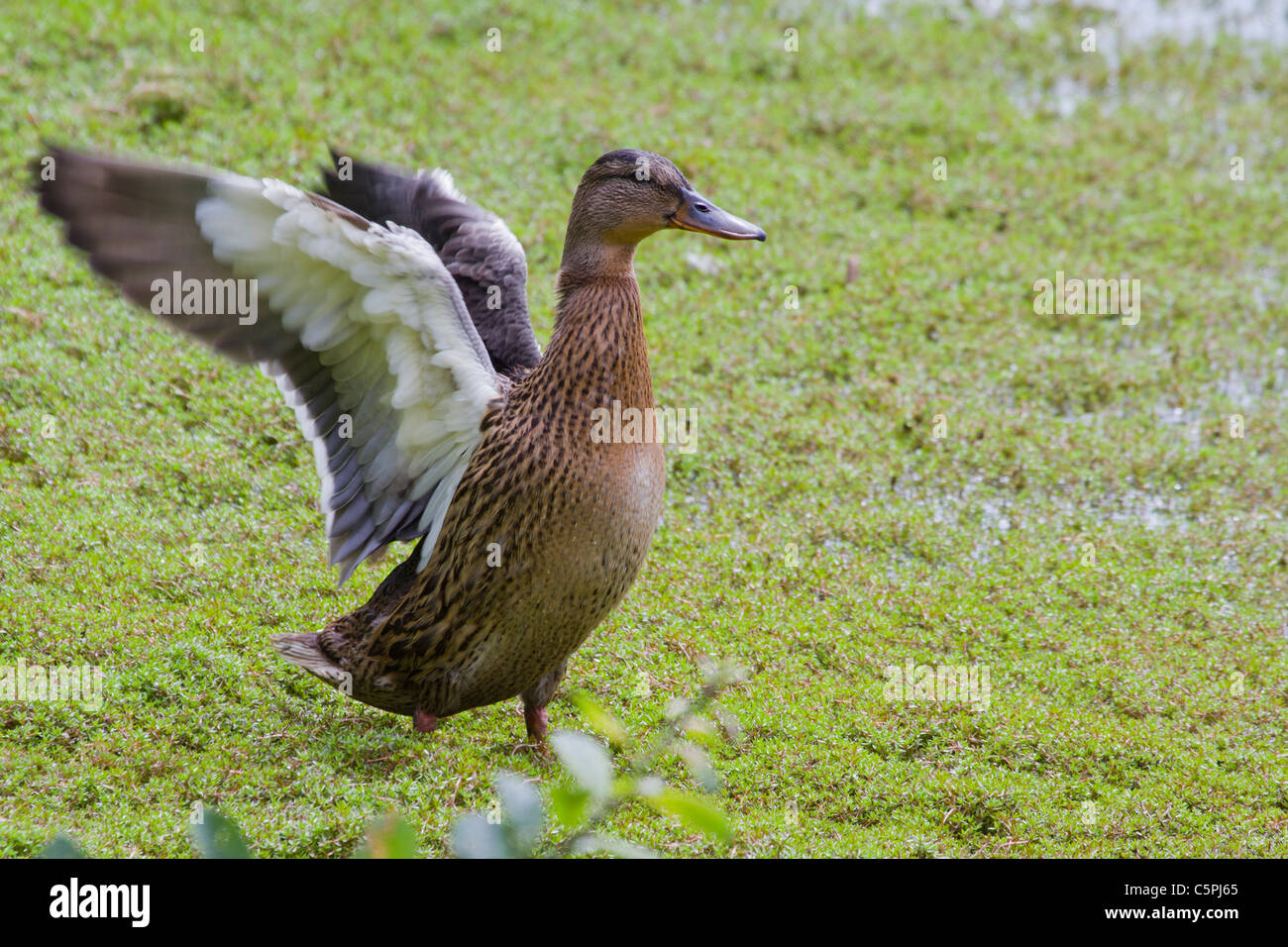 Flapping its wing hi-res stock photography and images - Alamy