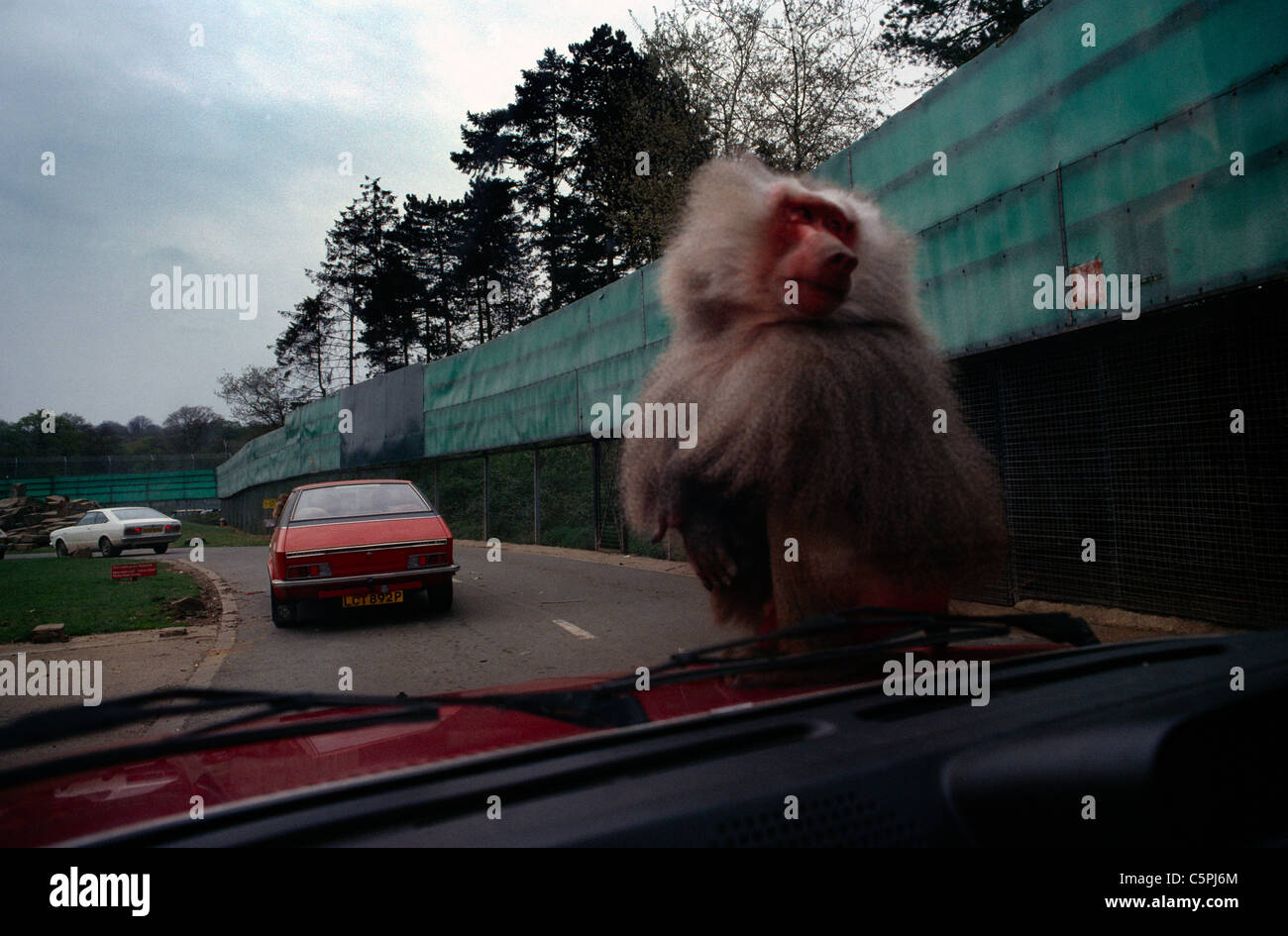 Windsor safari park hi-res stock photography and images - Alamy