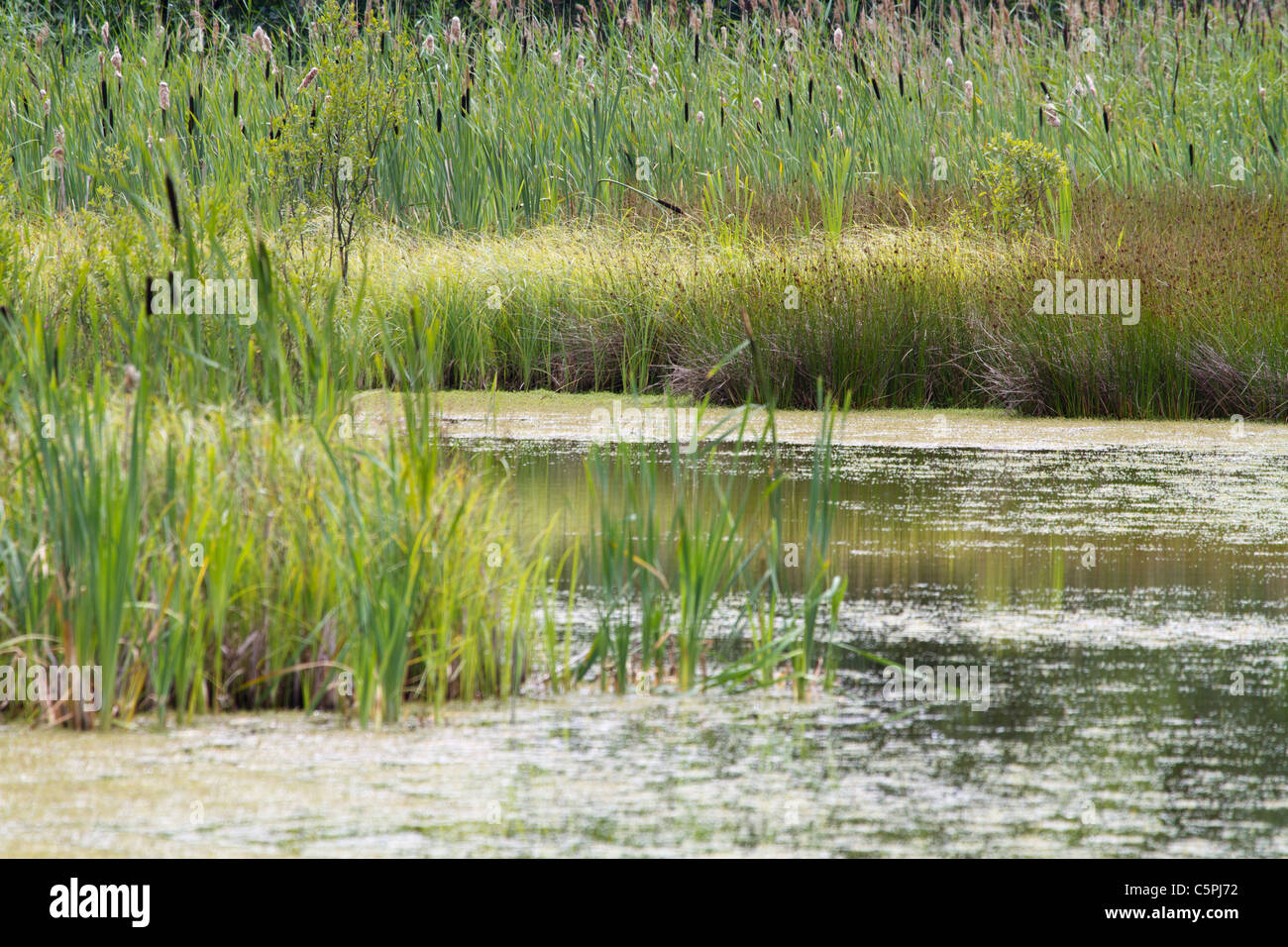 A beautiful wildlife lake with reeds in the water Stock Photo - Alamy