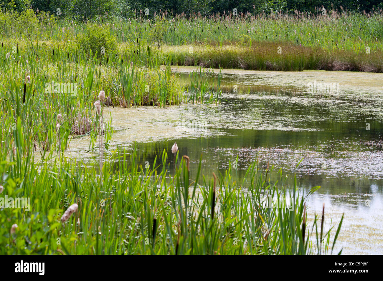 A beautiful wildlife lake with reeds in the water Stock Photo - Alamy