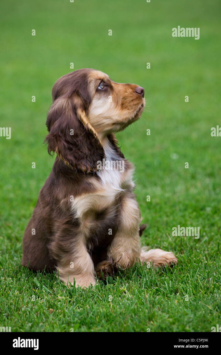 Cocker spaniel sitting hi-res stock photography and images - Alamy