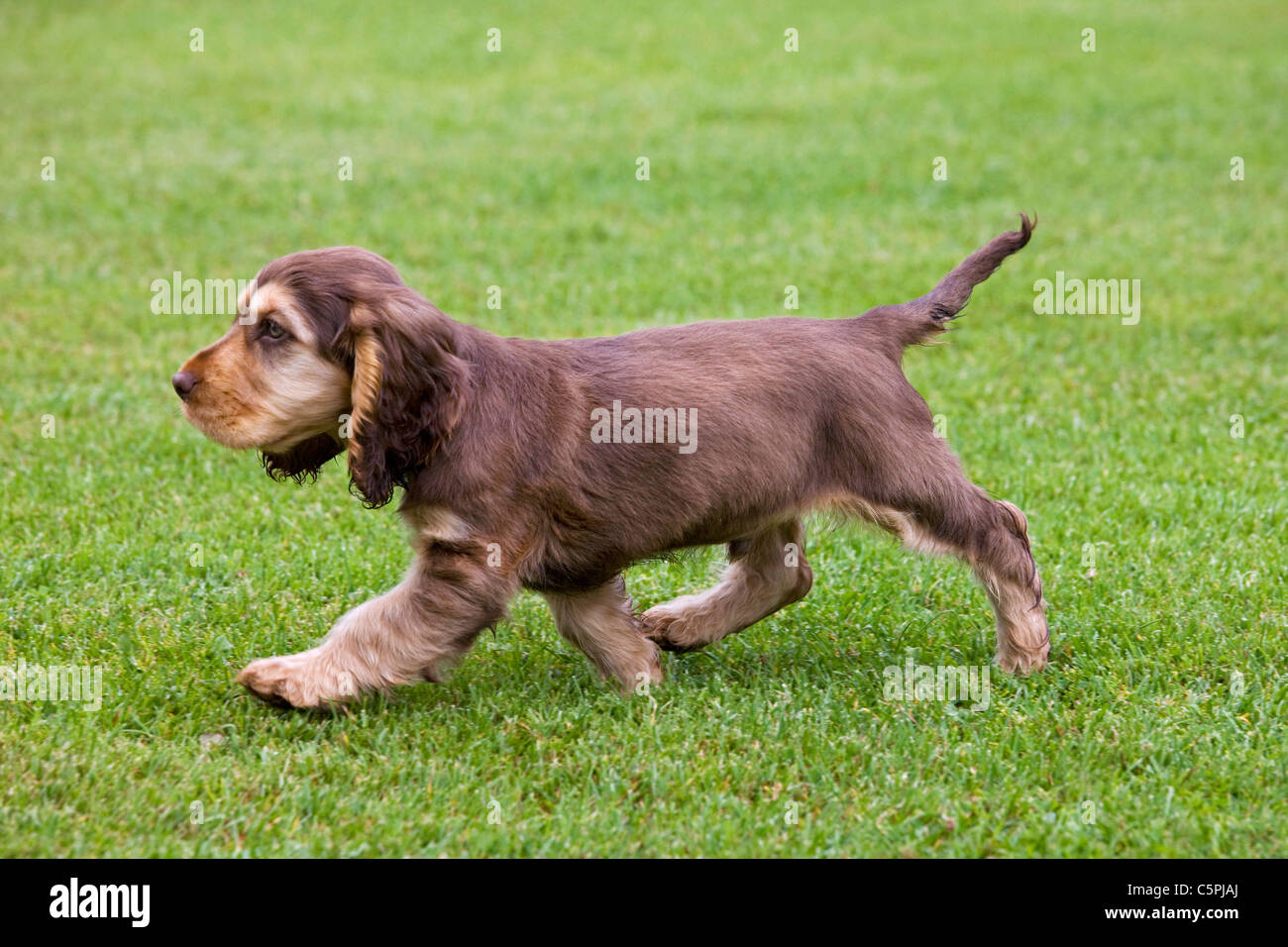 English Cocker Spaniel (Canis lupus familiaris) pup in garden Stock ...