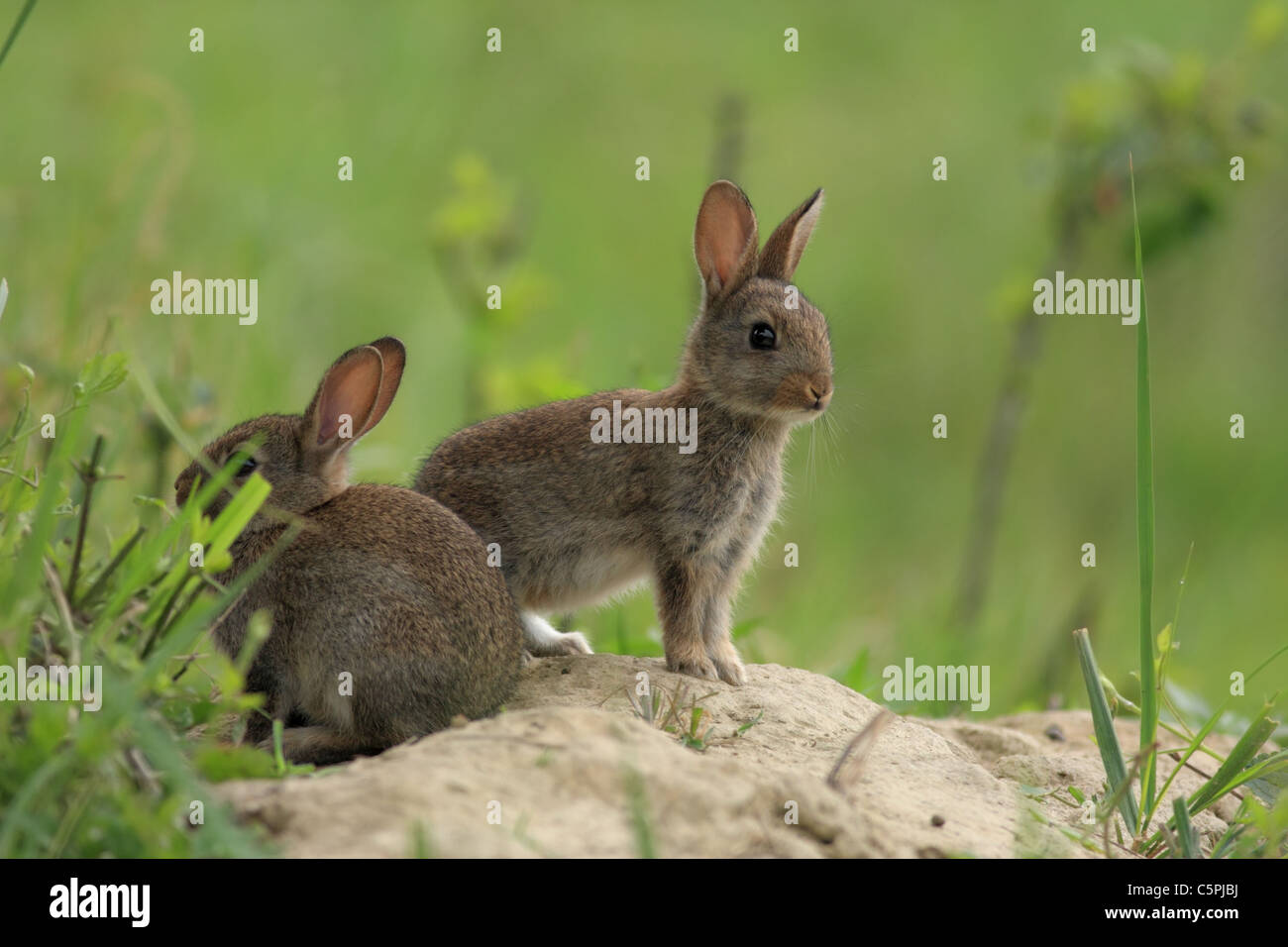 Two cute juvenile European Rabbits (Oryctolagus cuniculus) in front of ...