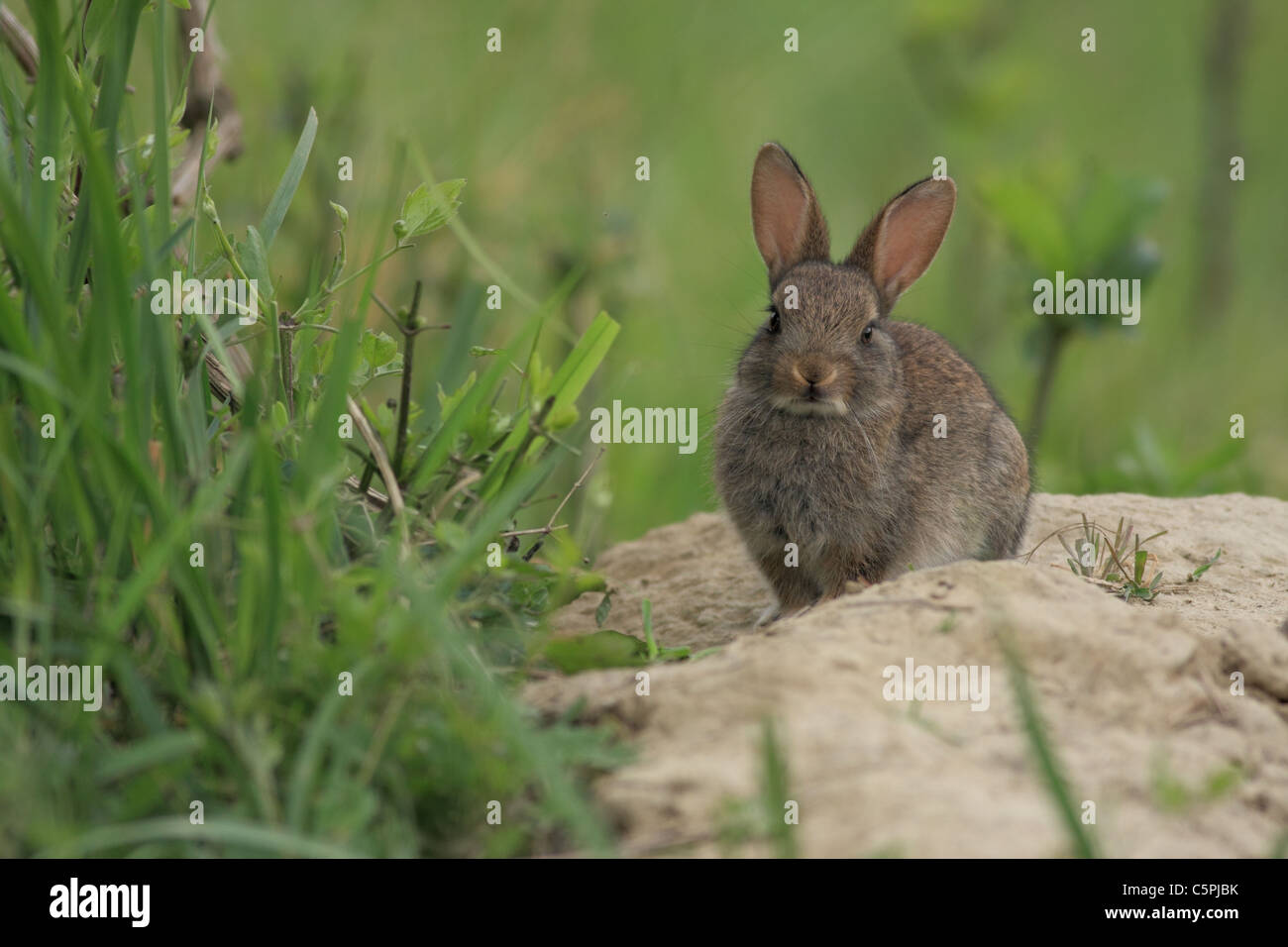 Juvenile wild rabbit near looking into the camera Stock Photo - Alamy