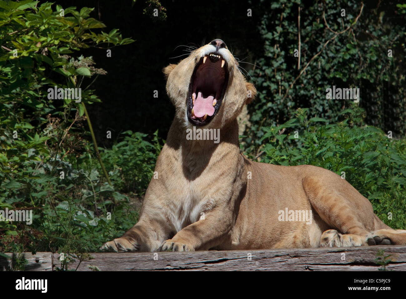 The Barbary or Atlas lion is the largest subspecies of lion. A male can ...