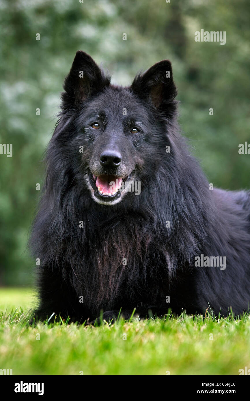 Black Belgian Shepherd Dog / Groenendael (Canis lupus familiaris) lying ...