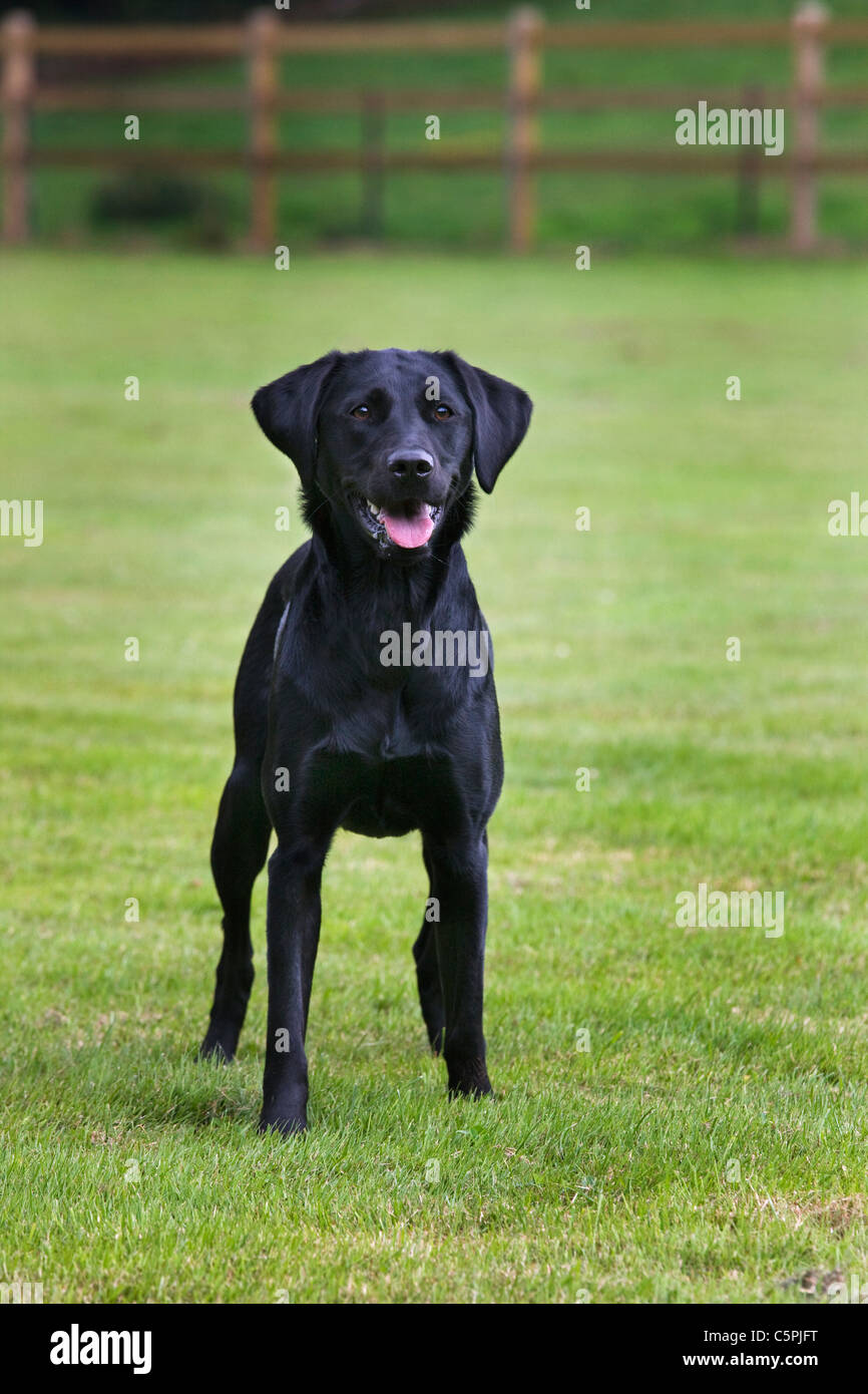 Black Labrador (Canis lupus familiaris) in garden Stock Photo - Alamy