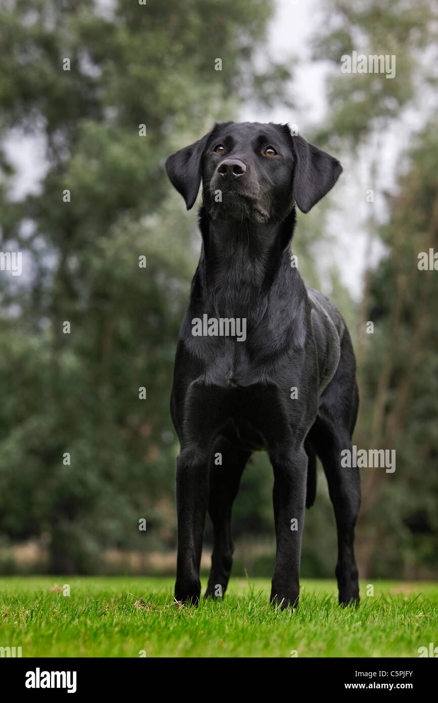 Black Labrador (Canis lupus familiaris) in park Stock Photo - Alamy