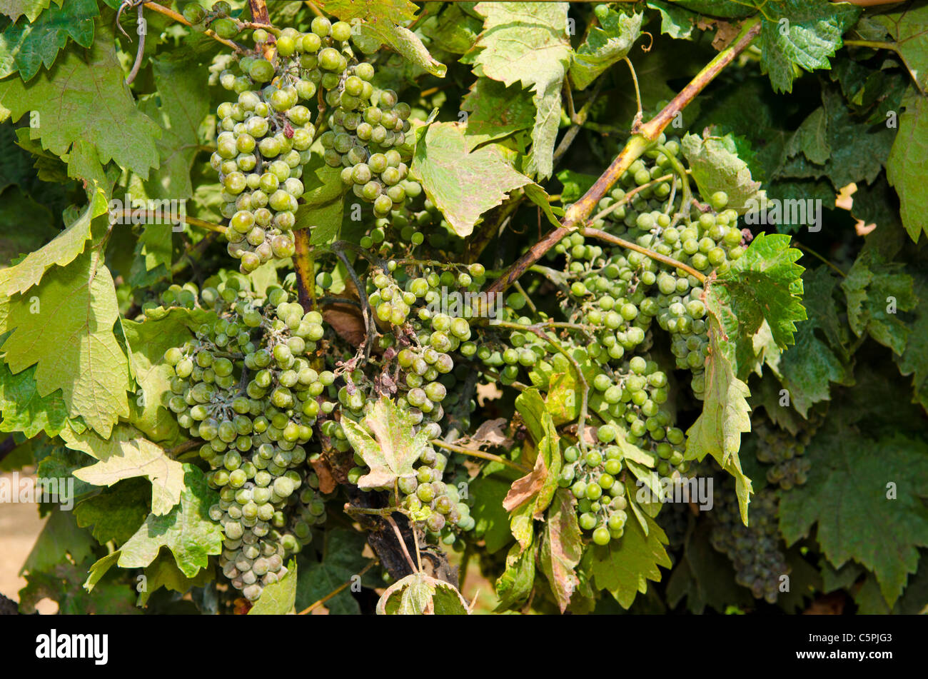 Untreated powdery mildew fungal infestation in grapes Erysiphe necator ...