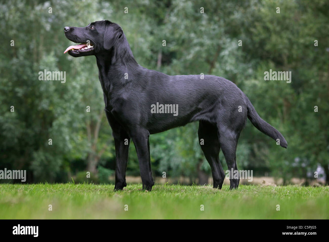Black labrador hi-res stock photography and images - Alamy