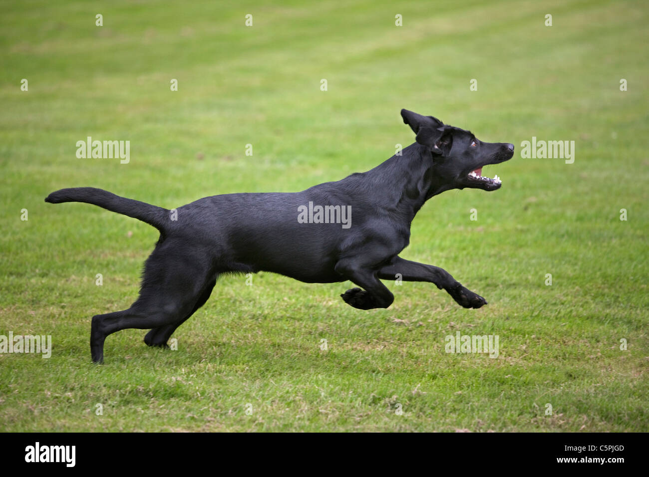 Black Labrador (Canis lupus familiaris) running in garden Stock Photo ...
