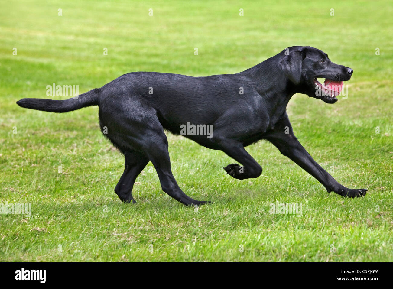 Black Labrador (Canis lupus familiaris) running with tennis ball in ...