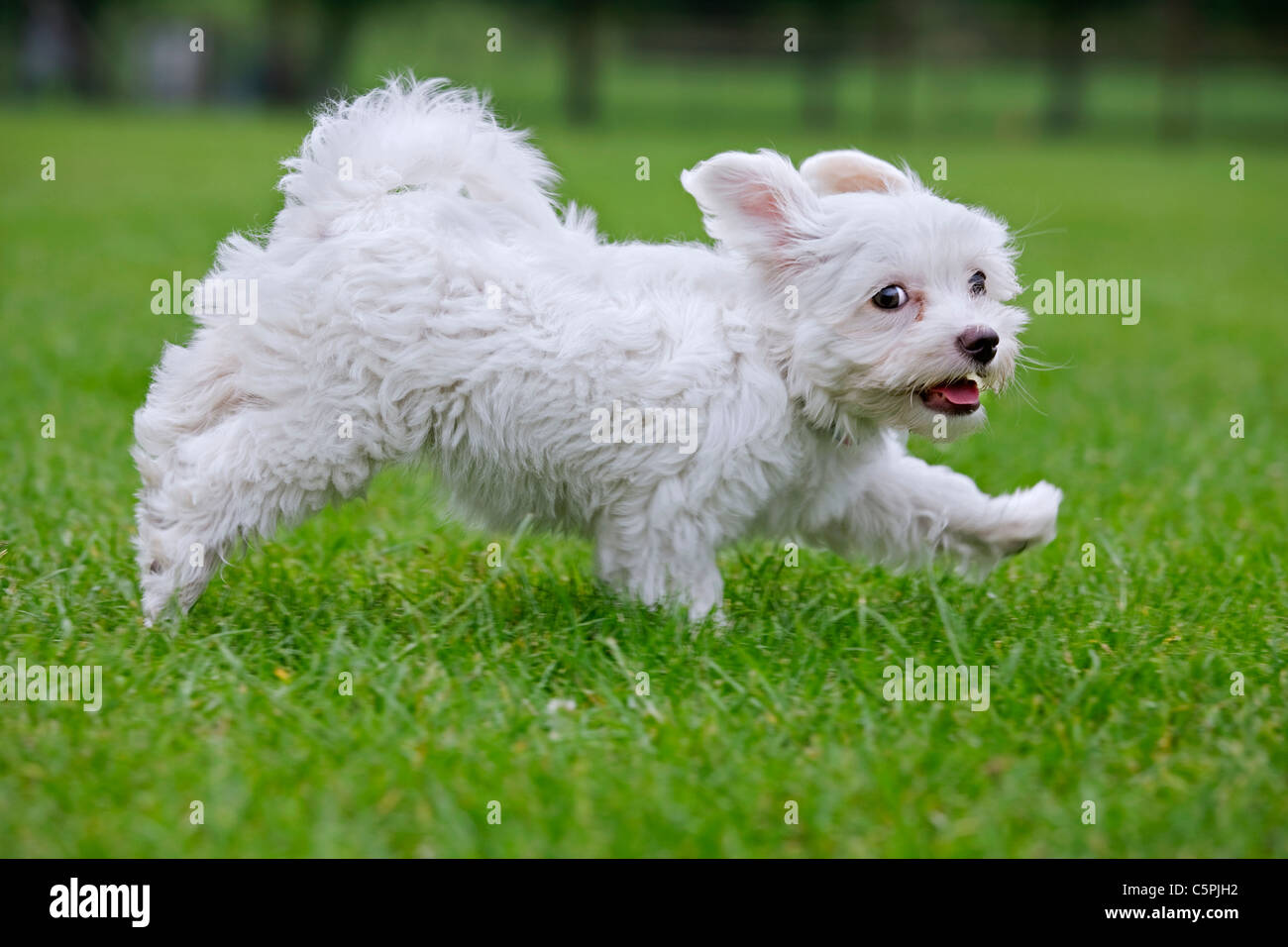 White Maltezer dog (Canis lupus familiaris) running in garden Stock ...