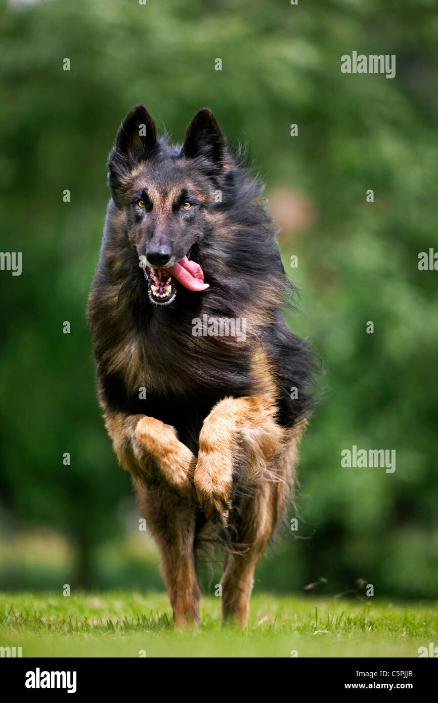 Dog belgian shepherd tervuren hi-res stock photography and images - Alamy