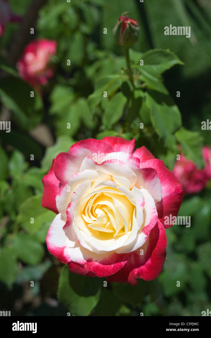 Kb Rose English Tea Garden