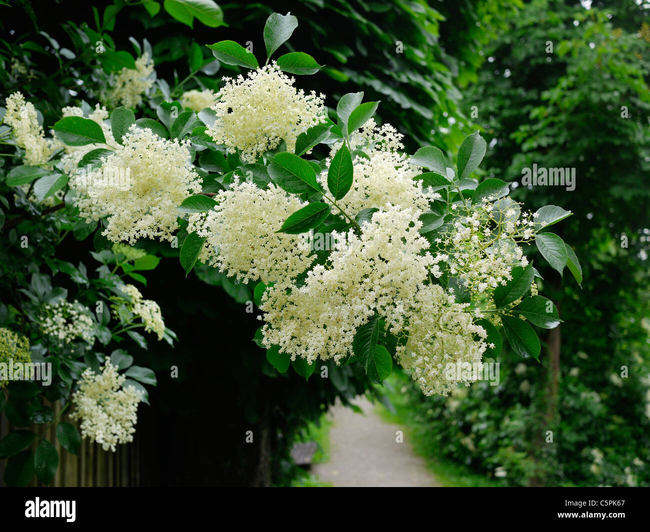 Holunder Stock Photos & Holunder Stock Images - Alamy