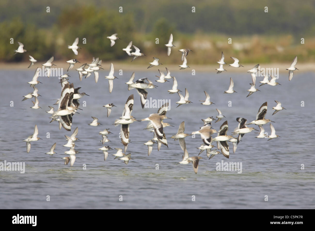 Mixed Wader flock (Shorebirds) in flight Fort de Soto, florida, USA ...