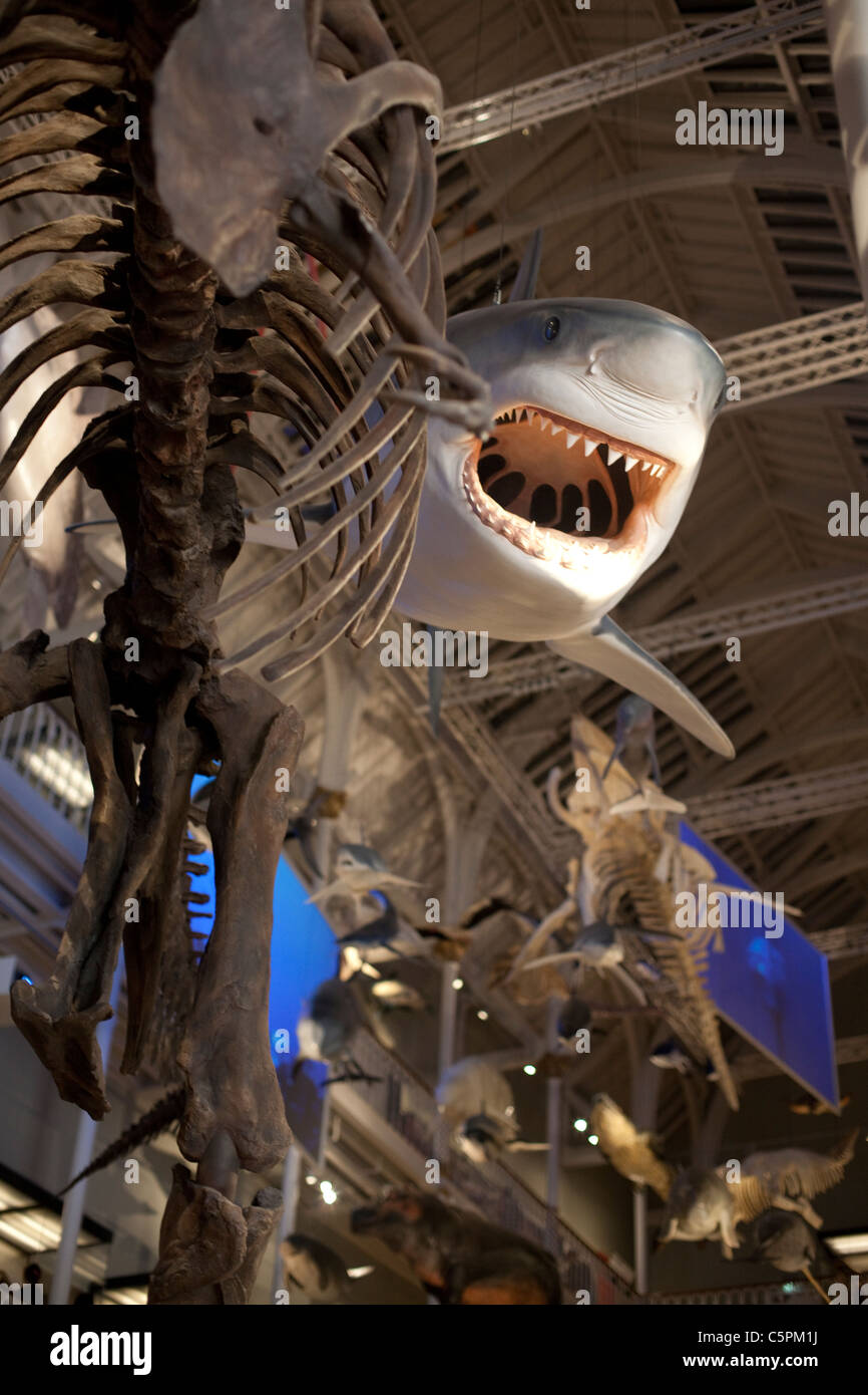 Shark museum hi-res stock photography and images - Alamy