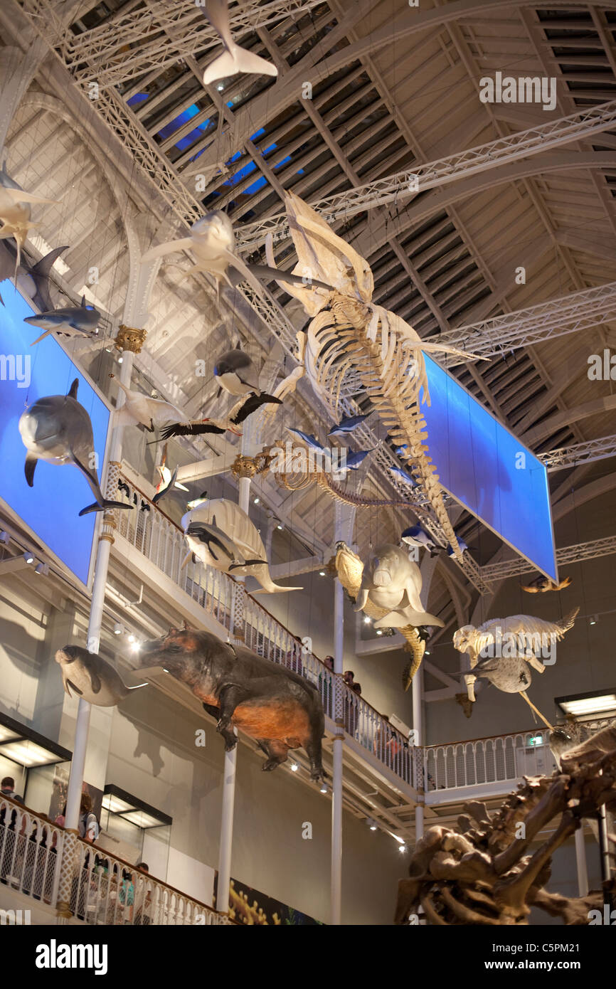 Dolphin display at the National Museum of Scotland, Chambers Street ...