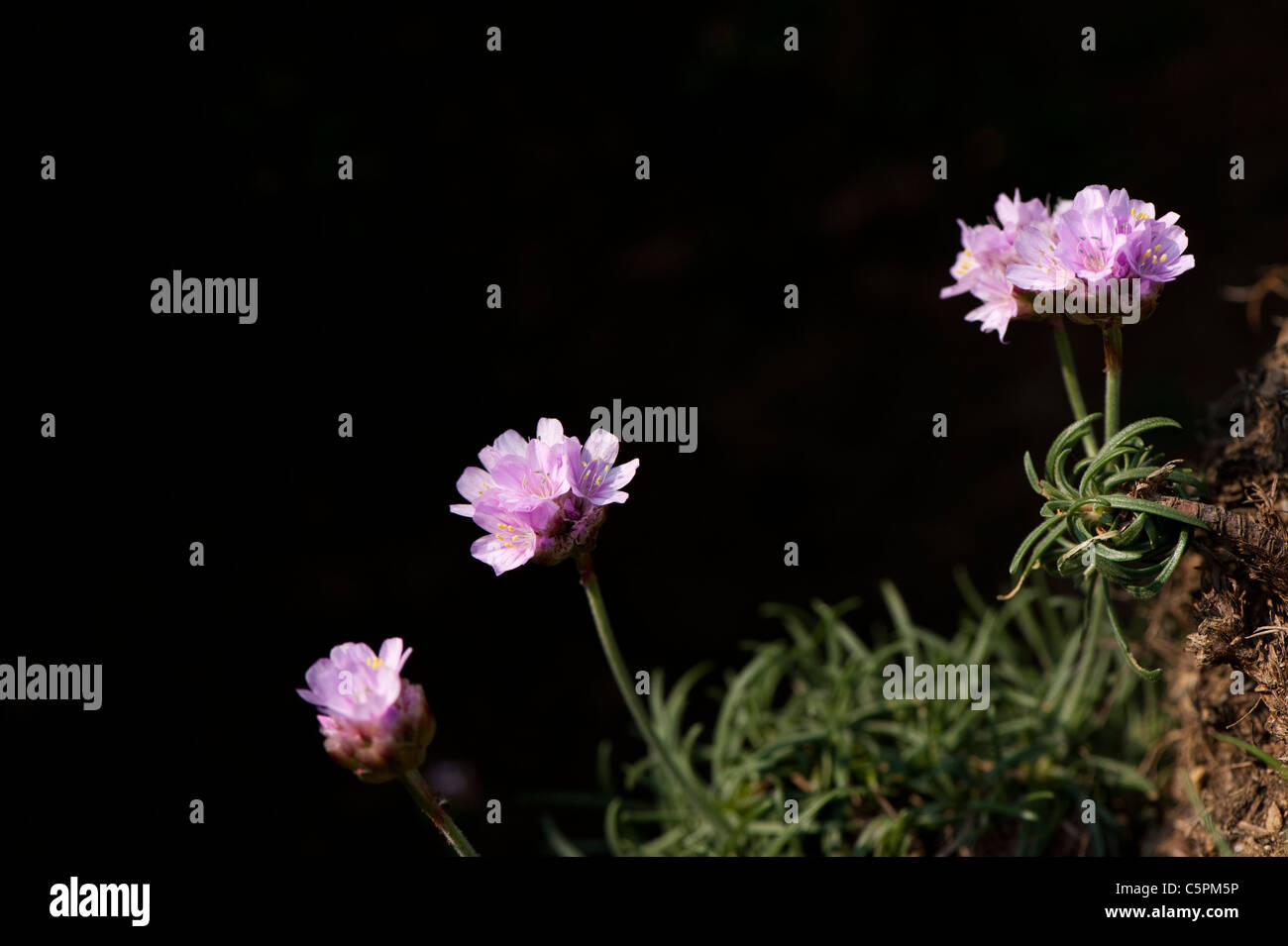 Sea Thrift, Armeria maritima, in flower Stock Photo - Alamy