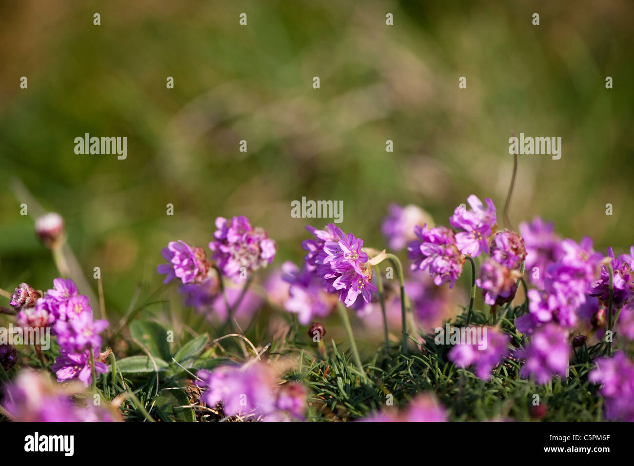 Sea Thrift, Armeria maritima, in flower Stock Photo - Alamy