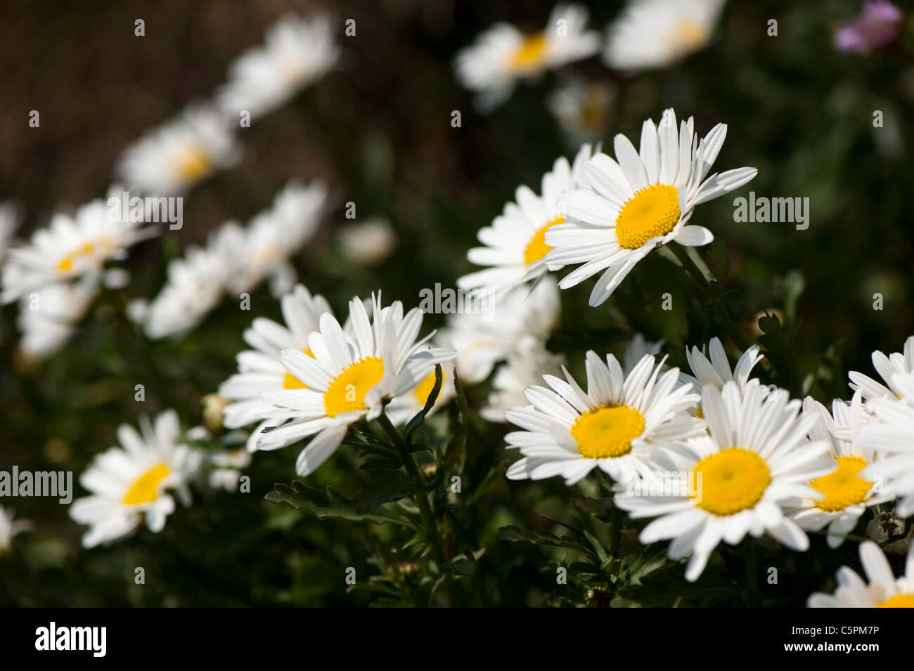 Oxeye Daisies, Leucanthemum vulgare, in flower Stock Photo - Alamy