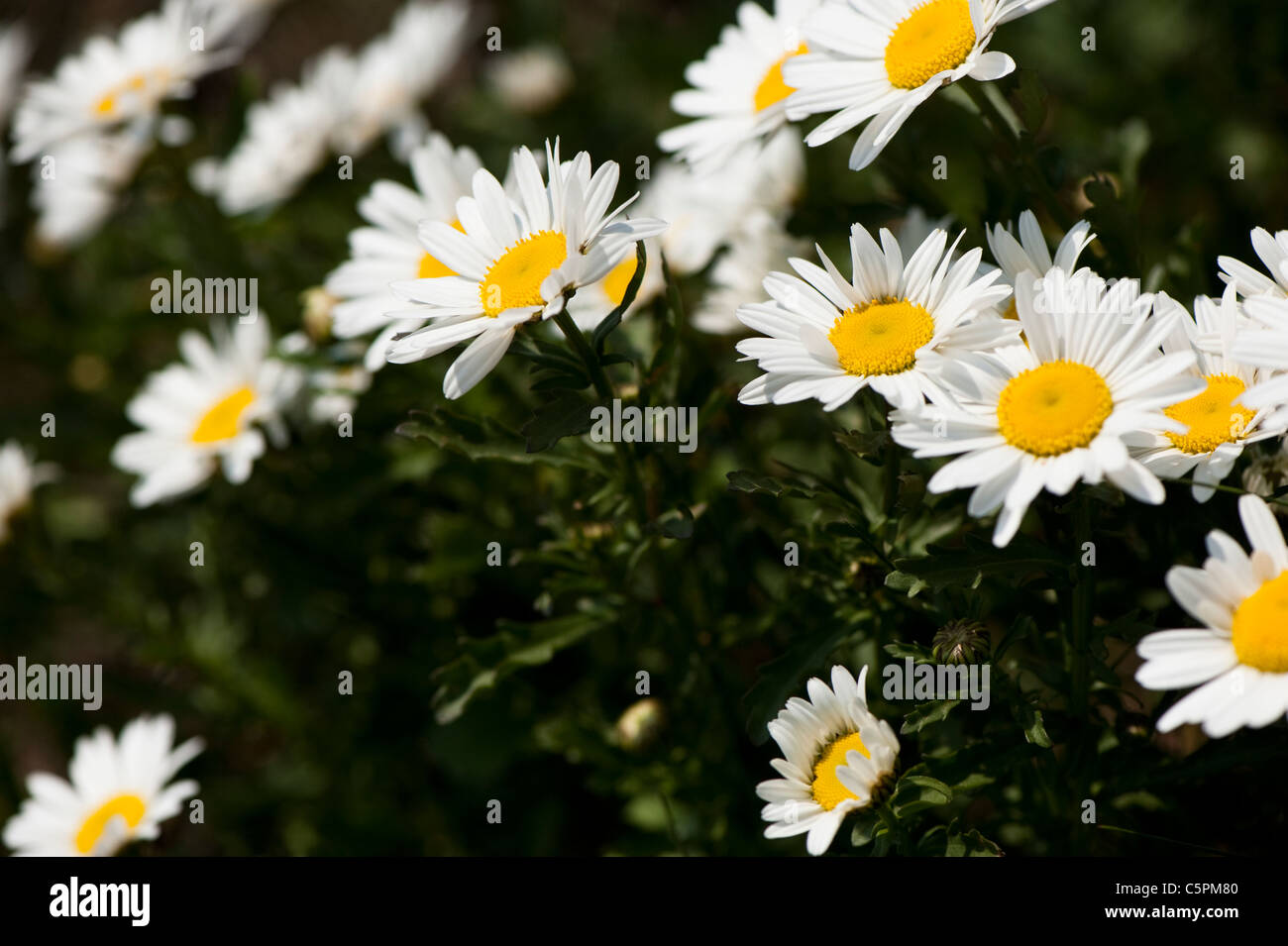 Oxeye Daisies, Leucanthemum vulgare, in flower Stock Photo - Alamy