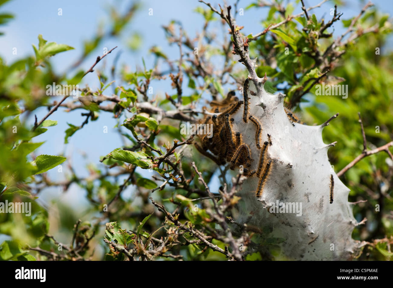 Lackey Moth Caterpillars, Malacosoma neustria, building a silken tent ...