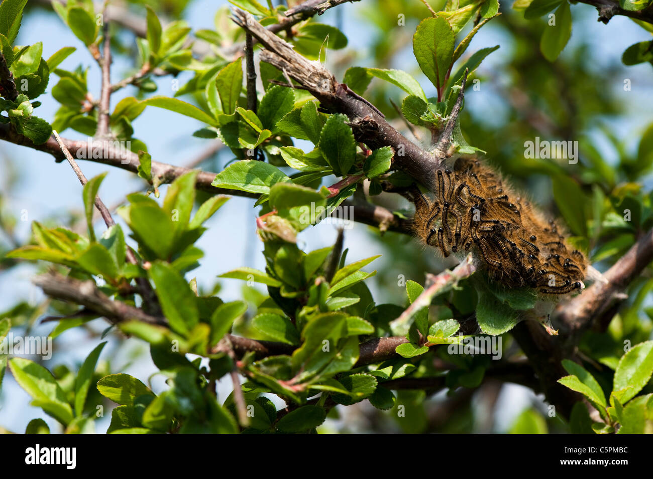 Lackey Moth Caterpillars, Malacosoma neustria, building a silken tent ...