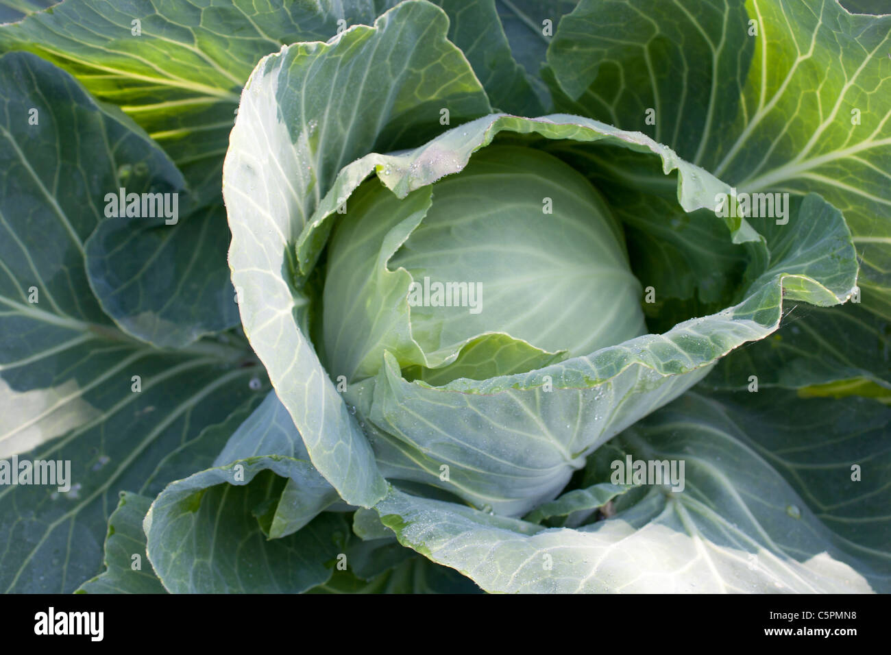 Close-up of green cabbage growing on field Stock Photo - Alamy