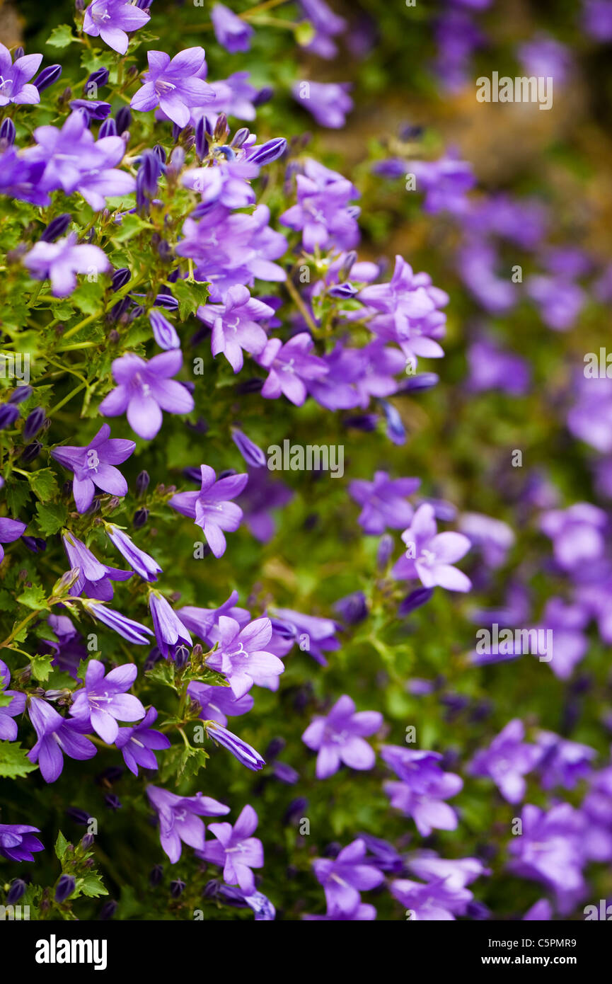 Campanula portenschlagiana, Wall or Adria Bellflower Stock Photo - Alamy