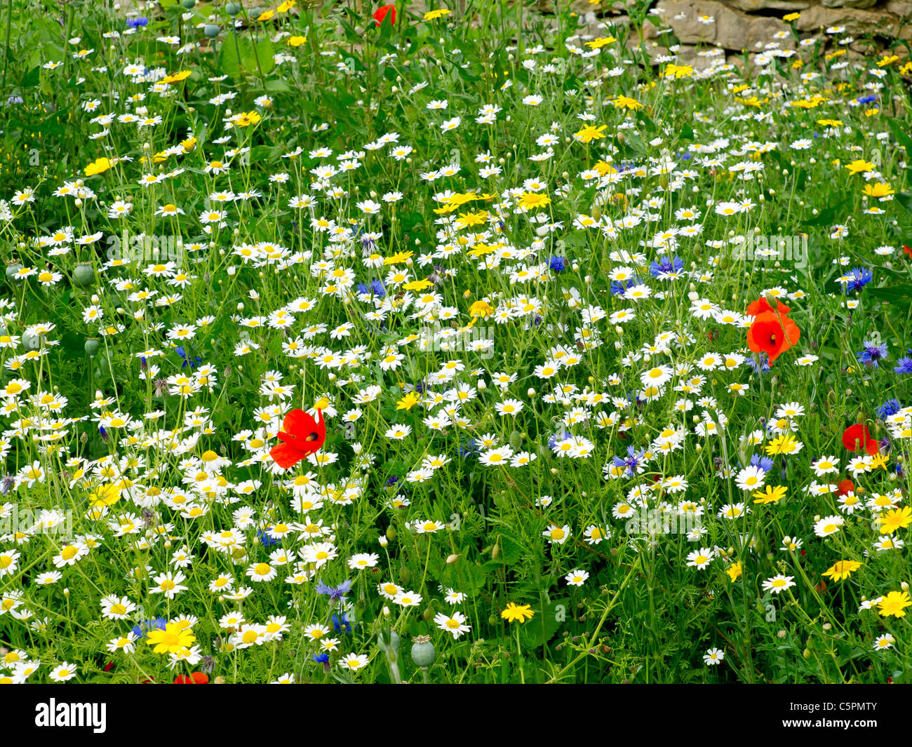 Wild flower meadow in Yorkshire summer Stock Photo - Alamy