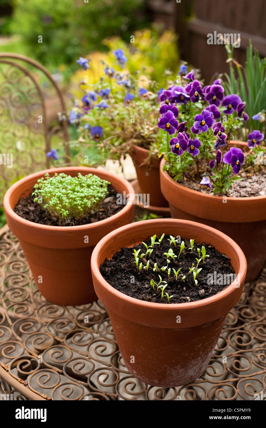 Calendula Seed Germination