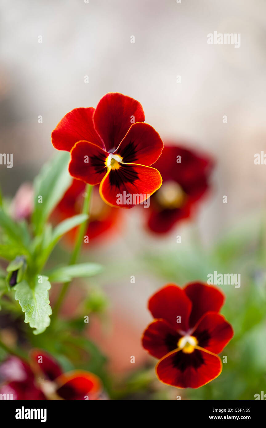 Red blotch pansy hi-res stock photography and images - Alamy